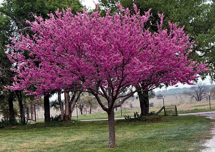 What to Know About Understory Trees — Nashville Tree Conservation Corps