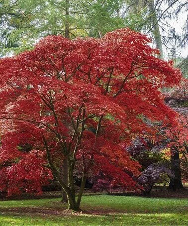 What to Know About Understory Trees — Nashville Tree Conservation Corps