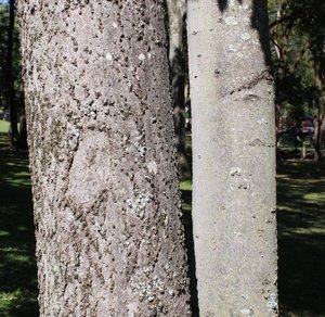 What to Know About Hackberries — Nashville Tree Conservation Corps