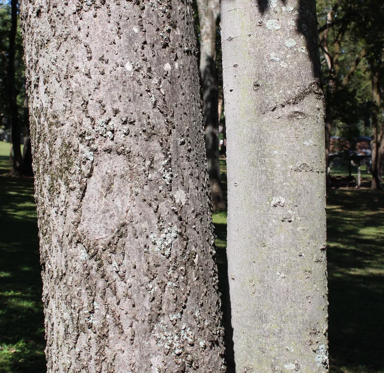 What to Know About Hackberries — Nashville Tree Conservation Corps