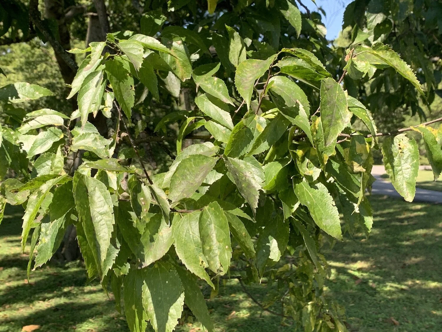 What to Know About Hackberries — Nashville Tree Conservation Corps