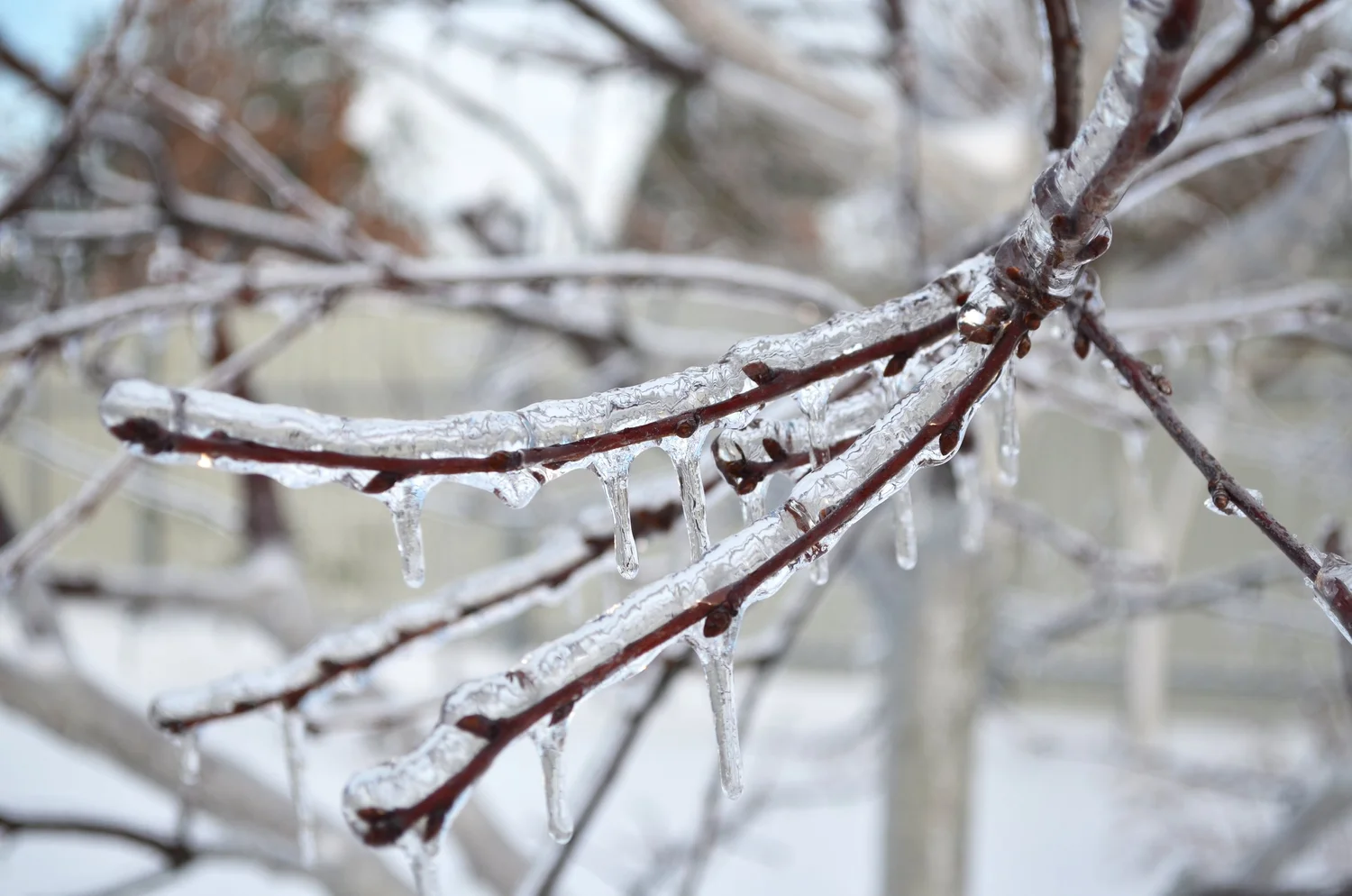 Ice Storms in Nashville: What to Know for Winter Tree Safety ...
