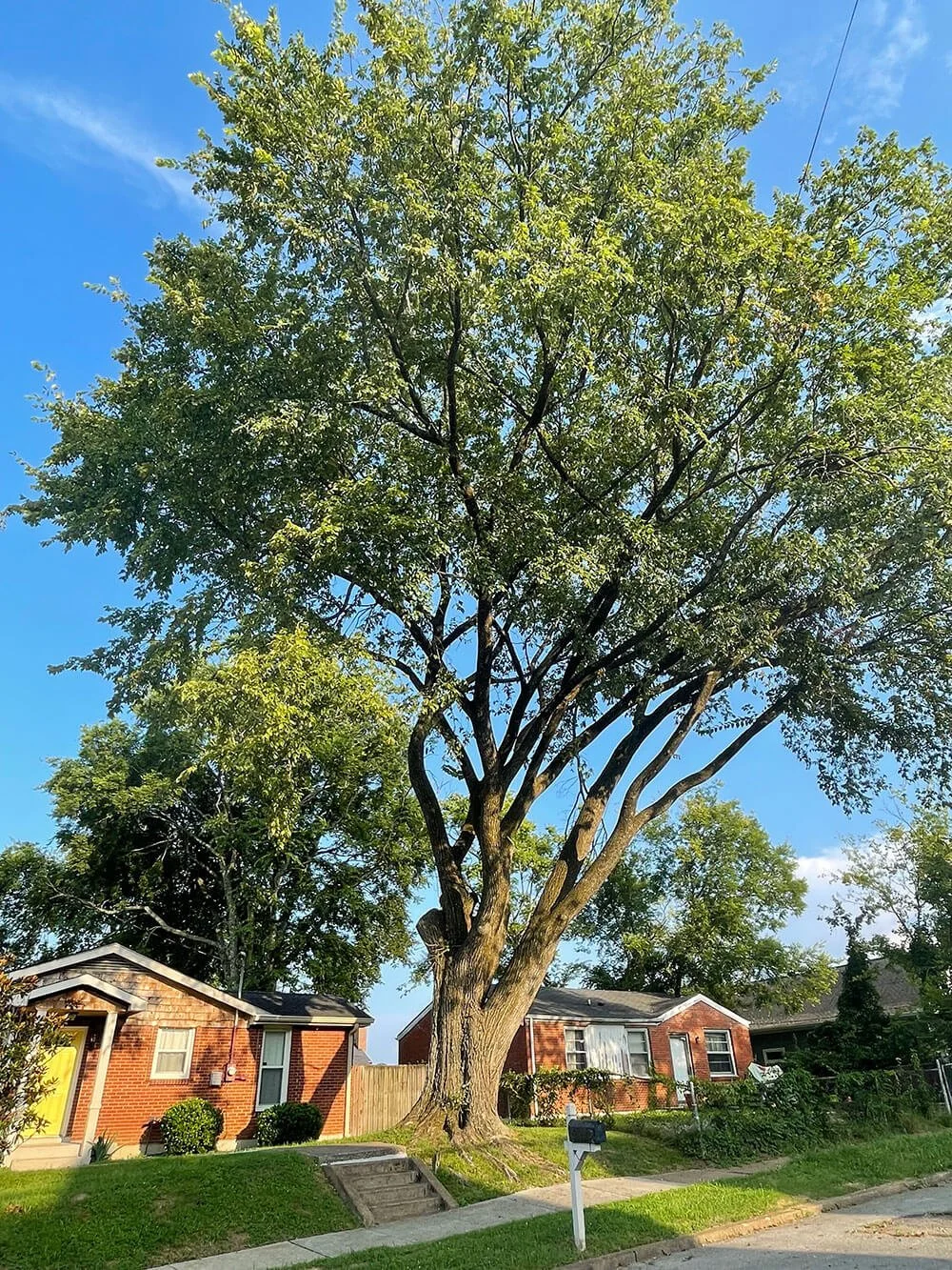 How Urban Trees Reduce Air Pollution — Nashville Tree Conservation Corps