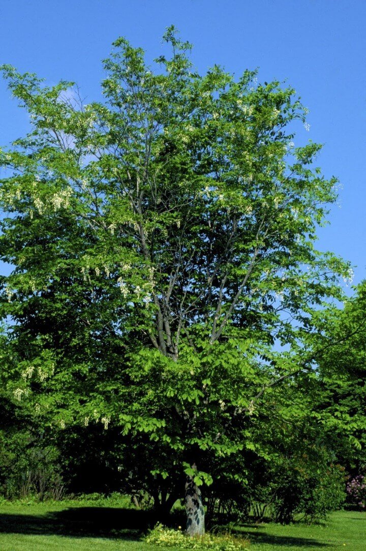 Tree of the Month: Yellowwood Tree — Nashville Tree Conservation Corps