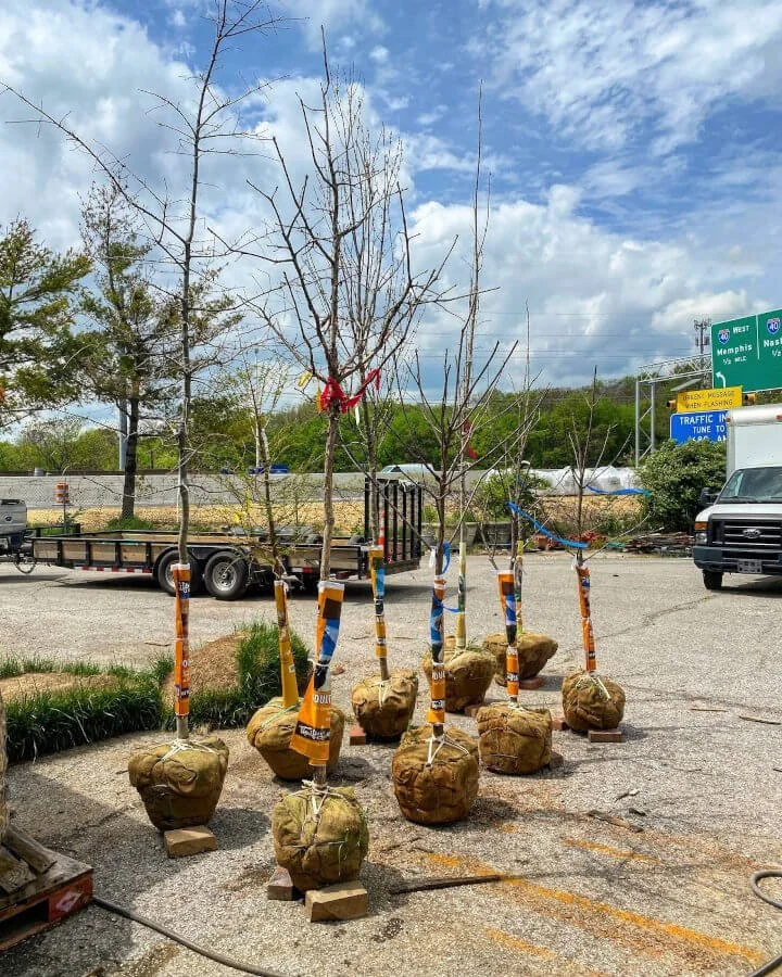 Council Approves Provisions for Trees in Compact Development ...