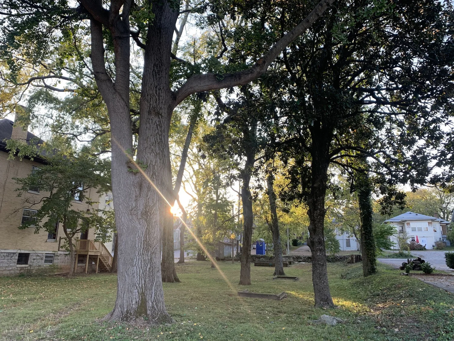 Tree Appraisal: What Is the True Value of My Residential Trees ...