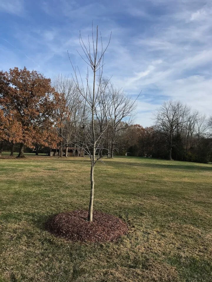 How to Plant a Tree, Part 4: Getting Your Hands Dirty — Nashville Tree ...