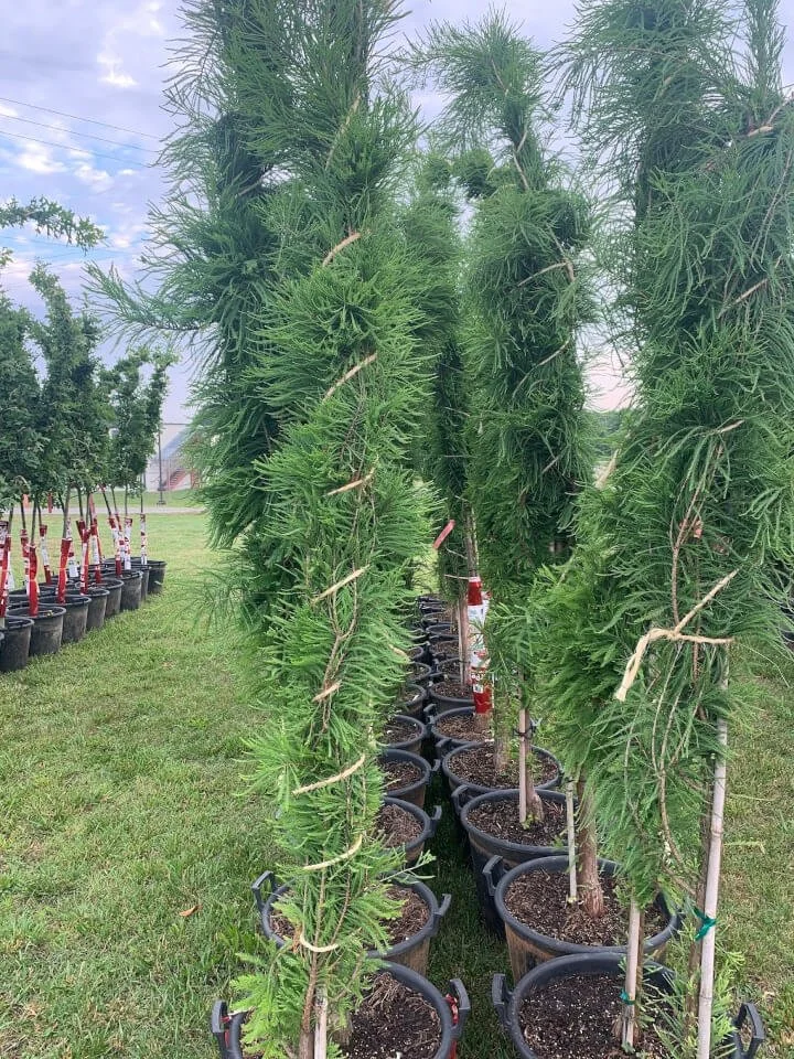 How Many Kinds of Evergreen Trees Are There? — Nashville Tree ...