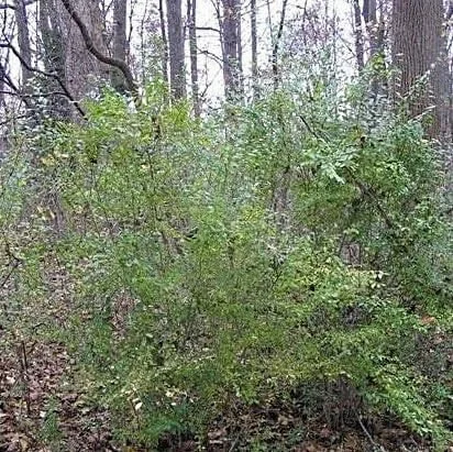 Chinese Privet: A Relentless Invasive — Nashville Tree Conservation Corps