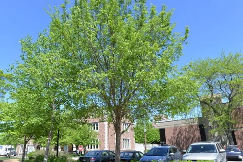 Tree of the Month: Frontier Elm — Nashville Tree Conservation Corps