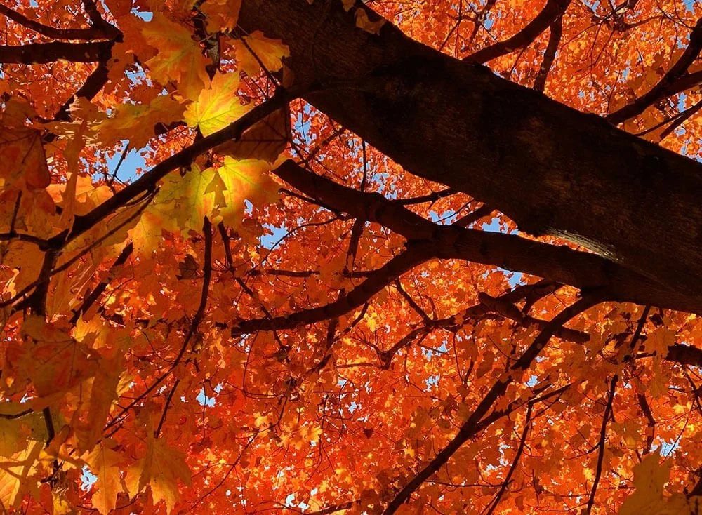 All About Fall — Nashville Tree Conservation Corps