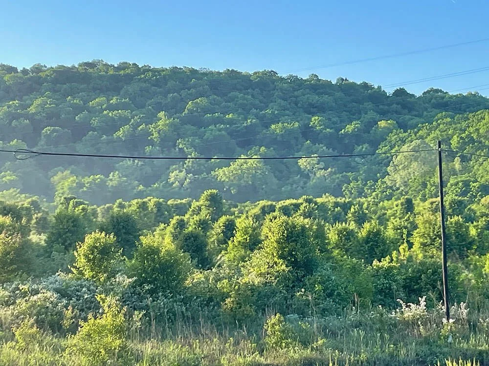 History of the Bradford Pear — Nashville Tree Conservation Corps