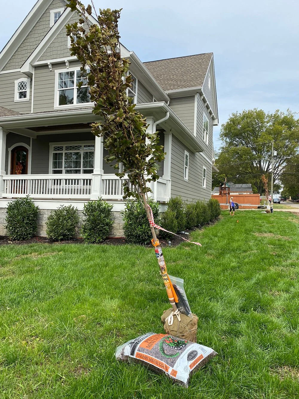 Sleep, Creep, Leap: Stages of Growth in Newly Planted Trees — Nashville ...