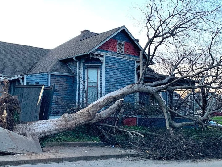 Trees and Wind: Preparing for Storm Season — Nashville Tree ...