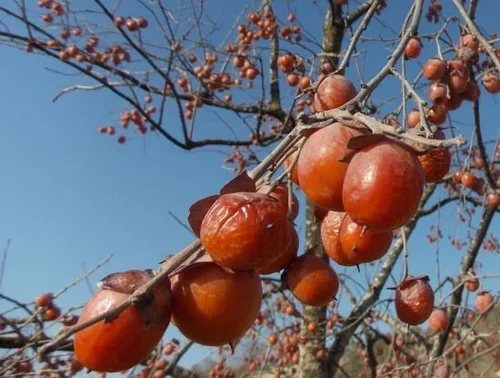 Five Fruit-Bearing Trees — Nashville Tree Conservation Corps