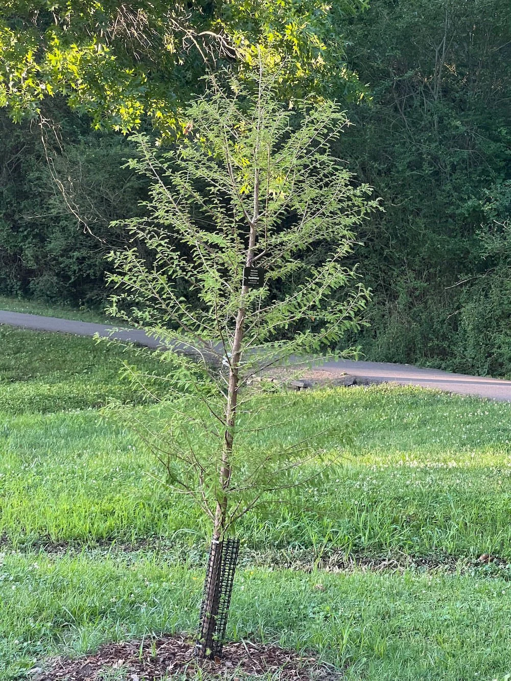 The Bald Cypress Is a Mean Green Urban Filth-Cleaning Machine ...