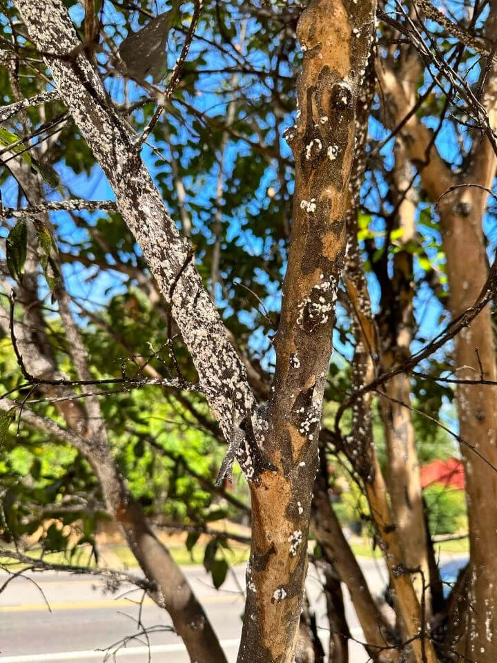 How Does Bark Scale Affect Nashville Trees? — Nashville Tree ...