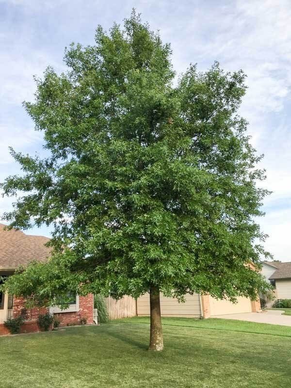 Tree Of The Month Shumard Red Oak — Nashville Tree Conservation Corps