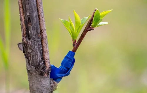 How Does Tree Grafting Work? — Nashville Tree Conservation Corps