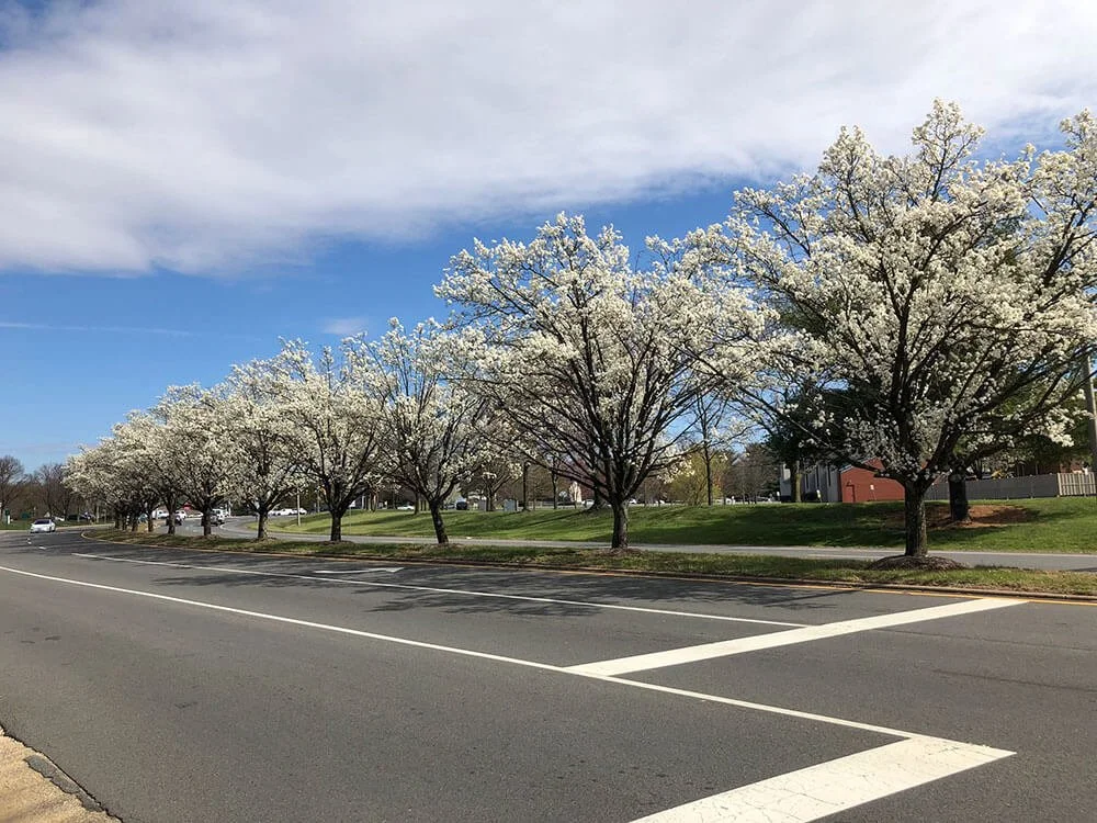 History of the Bradford Pear — Nashville Tree Conservation Corps