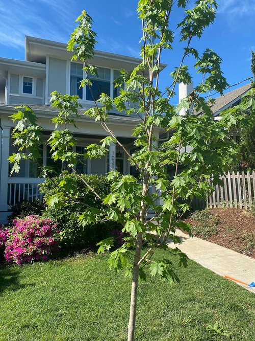 New Tree Growth Stages — Nashville Tree Conservation Corps