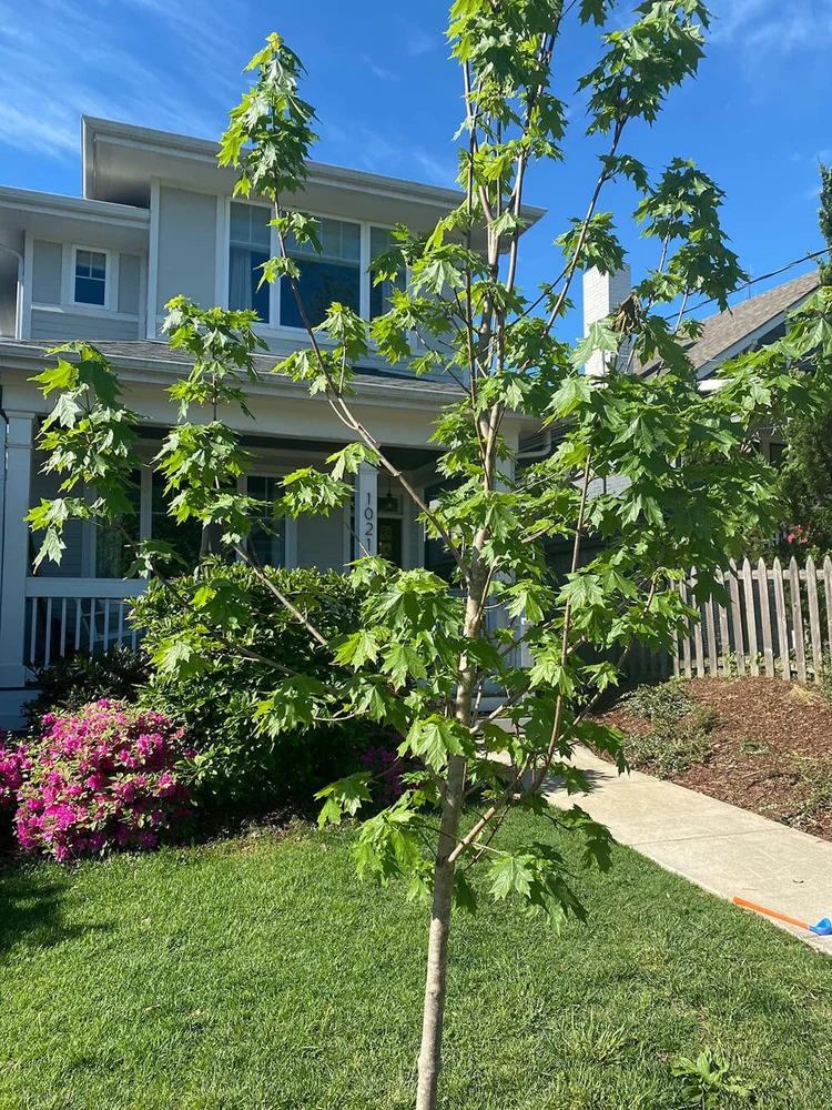 New Tree Growth Stages — Nashville Tree Conservation Corps