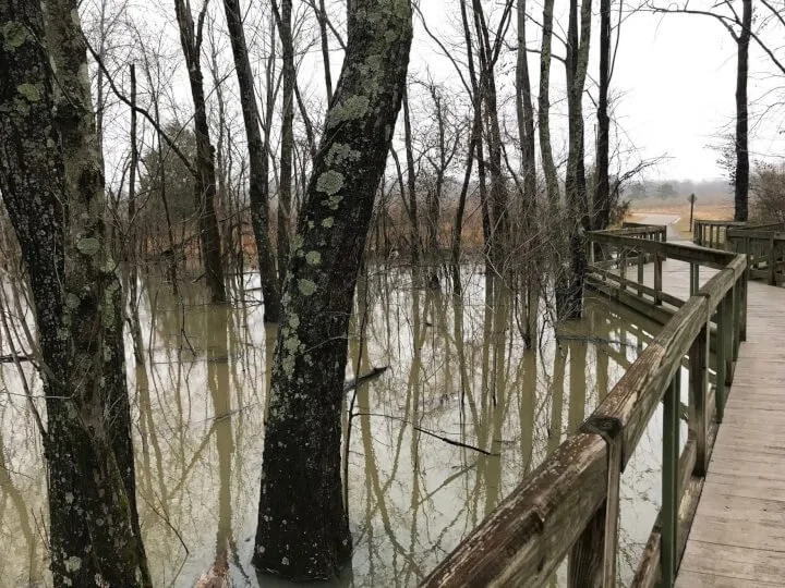 What Deregulating Tennessee's Wetlands Means for Our Trees, Our ...