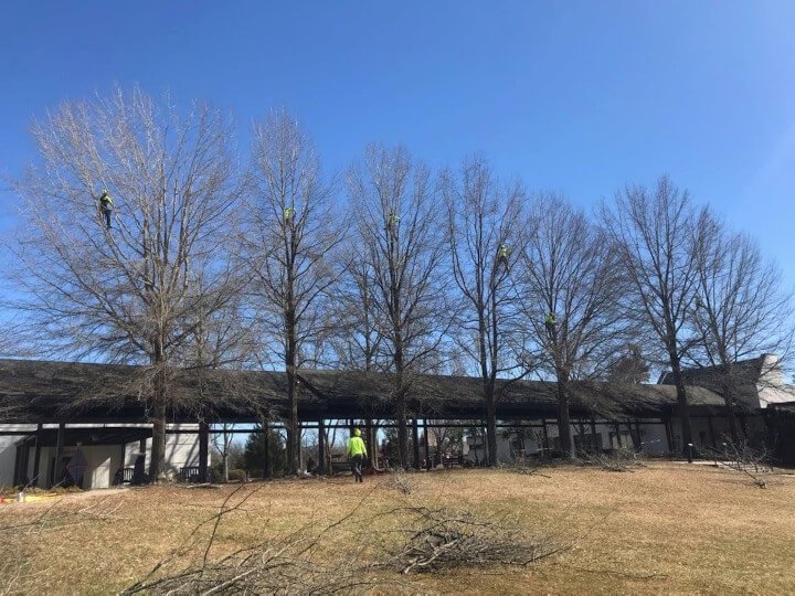 Protect Trees in Storms — Nashville Tree Conservation Corps