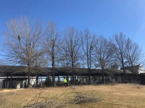Protect Trees in Storms — Nashville Tree Conservation Corps