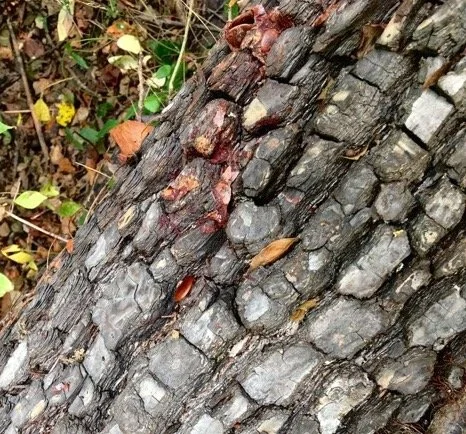 Going Native: American Persimmon — Nashville Tree Conservation Corps