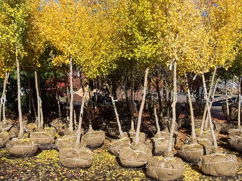 How to Plant a Tree, Part 3: Getting the Timing Right — Nashville Tree ...