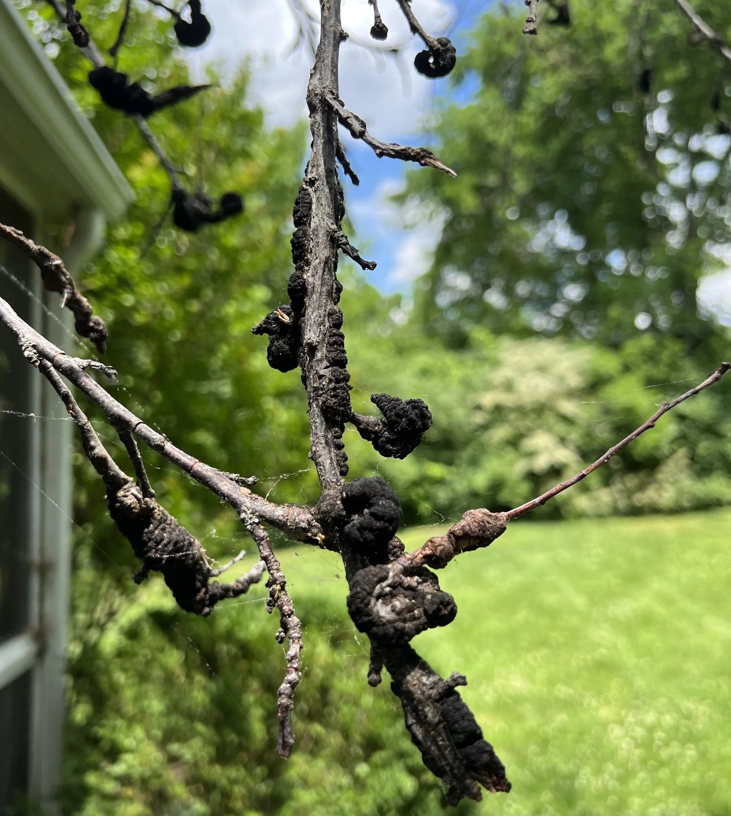 What's ailing my cherry tree — Nashville Tree Conservation Corps