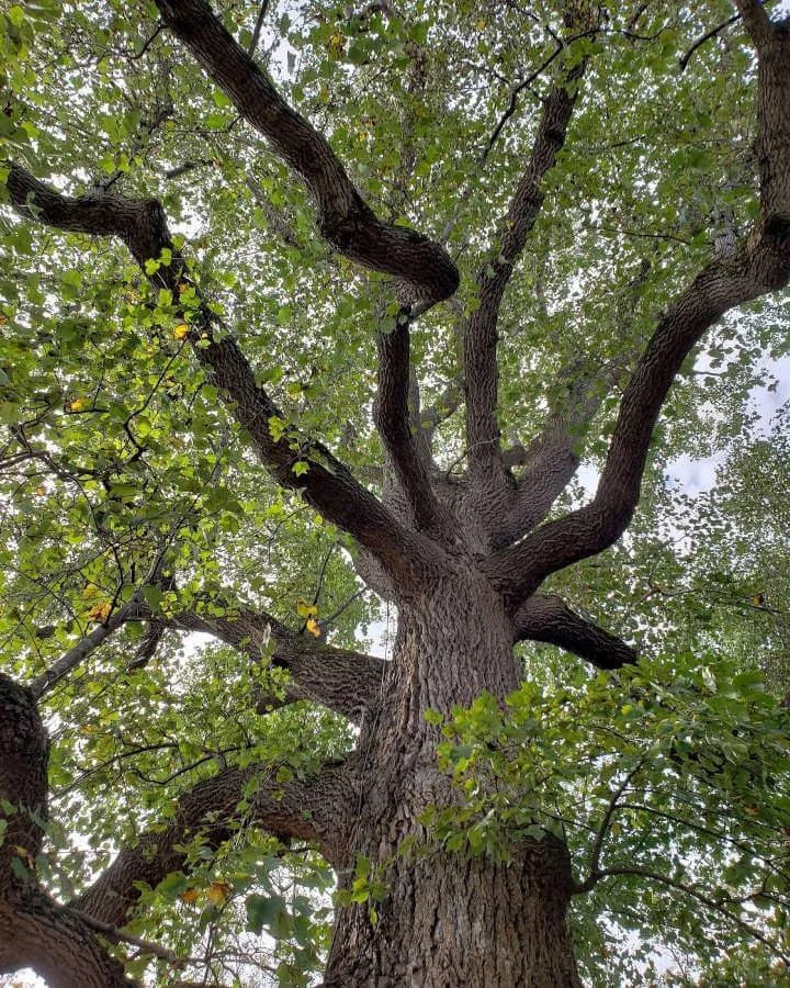 Tree of the Month: Tulip Poplar — Nashville Tree Conservation Corps
