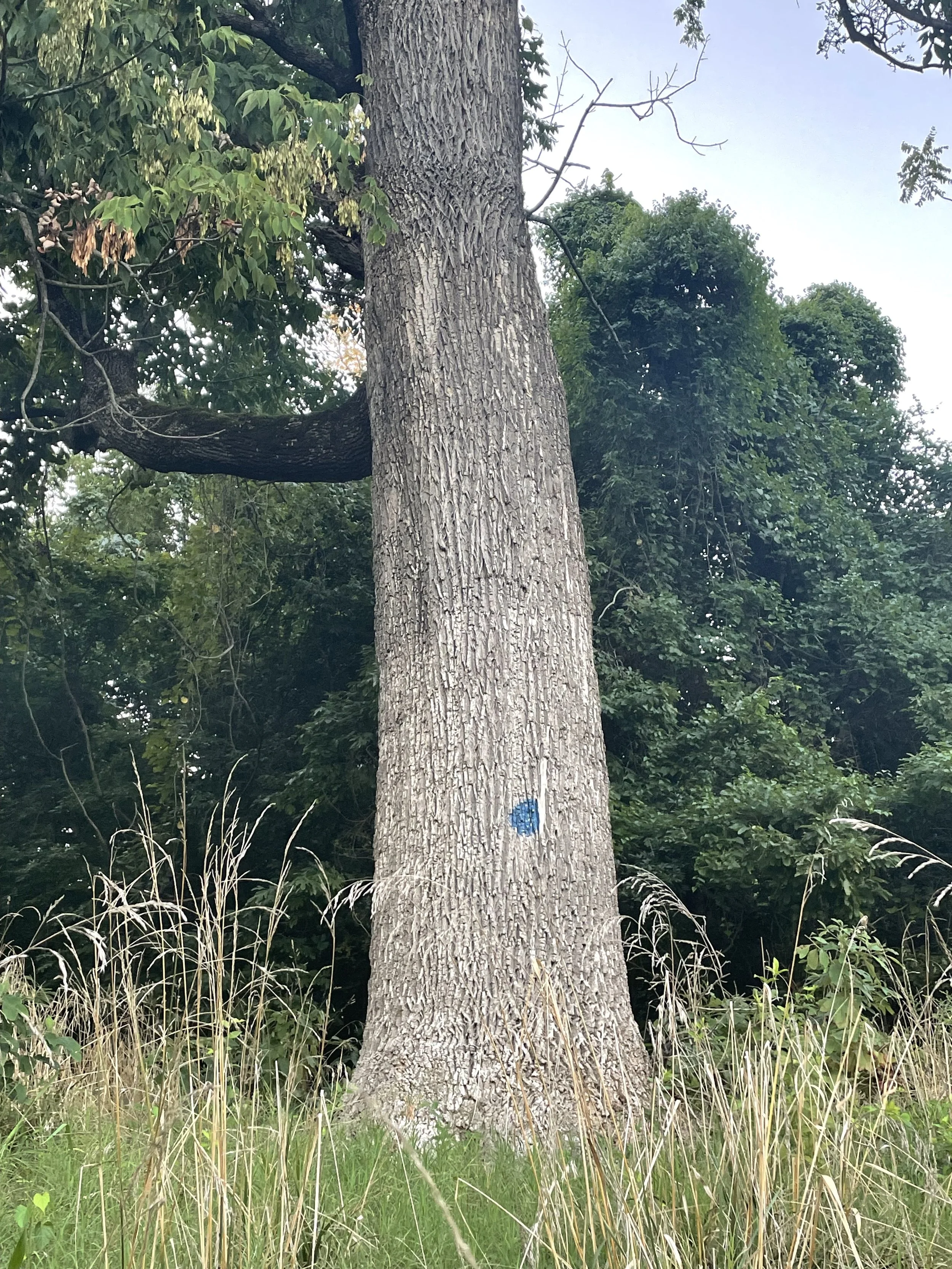 Nashville Emerald Ash Borer update — Nashville Tree Conservation Corps