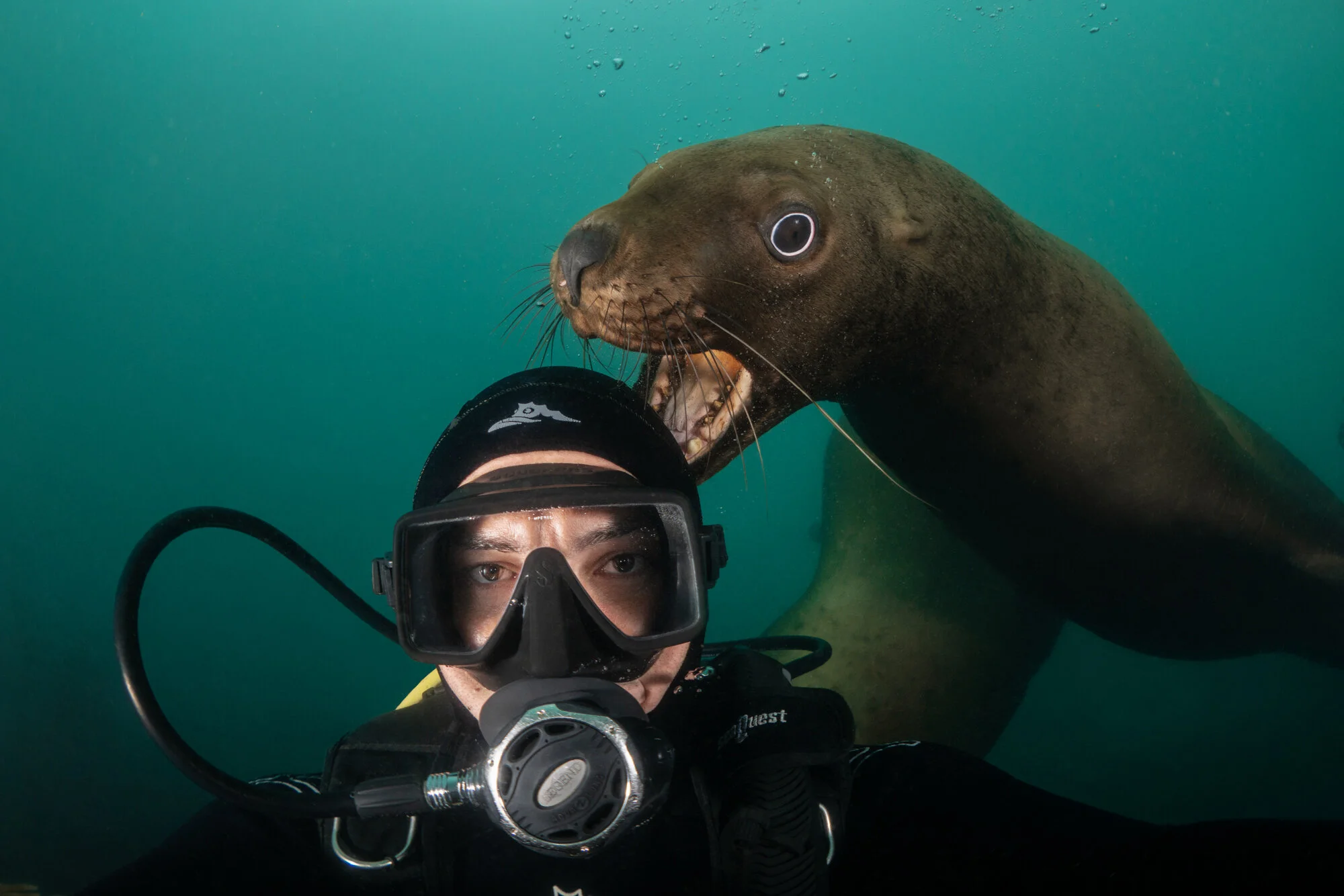 Sea Lion Diving