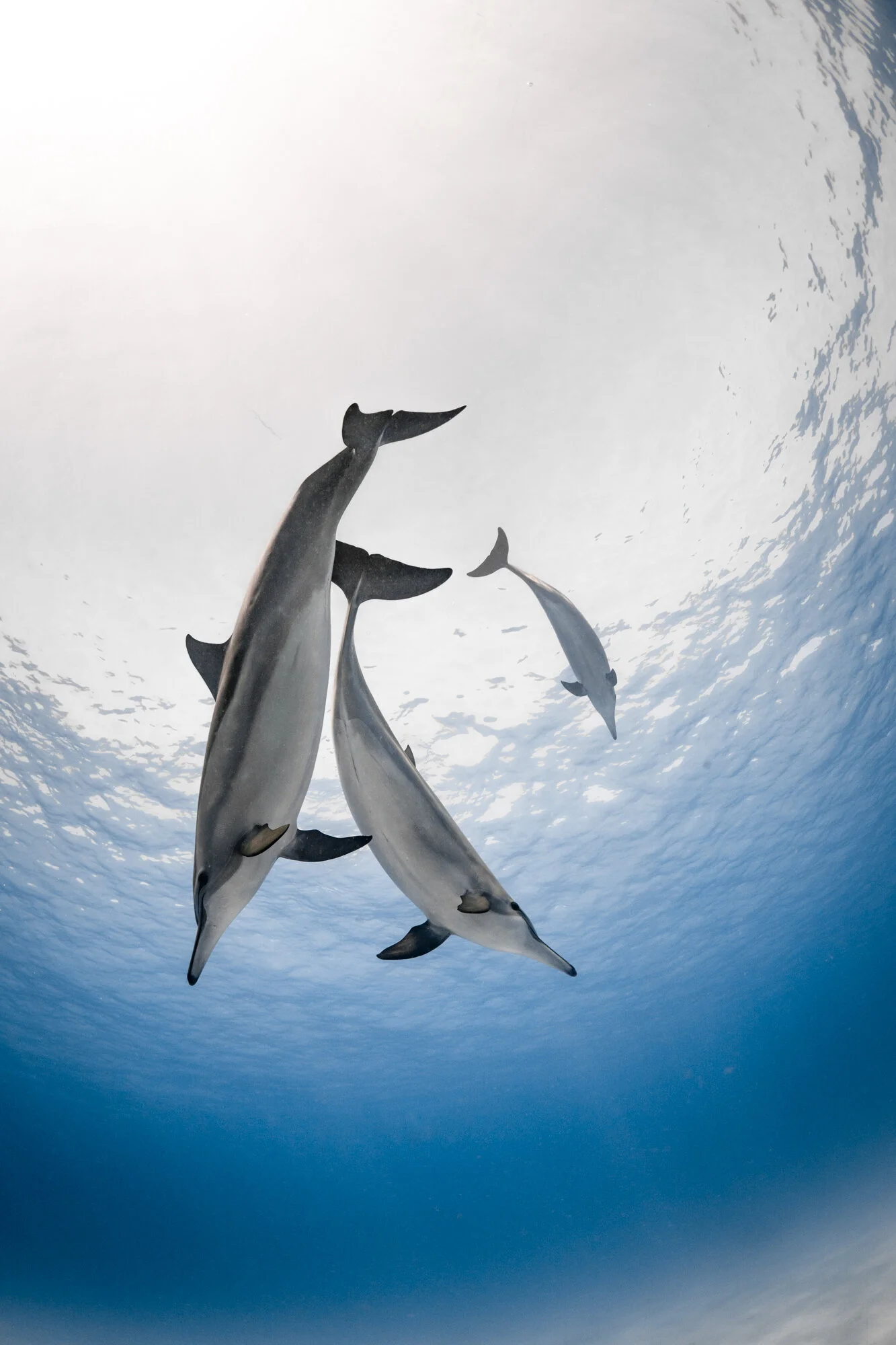 Dolphins home — Dmitry Kokh - underwater and wildlife photographer