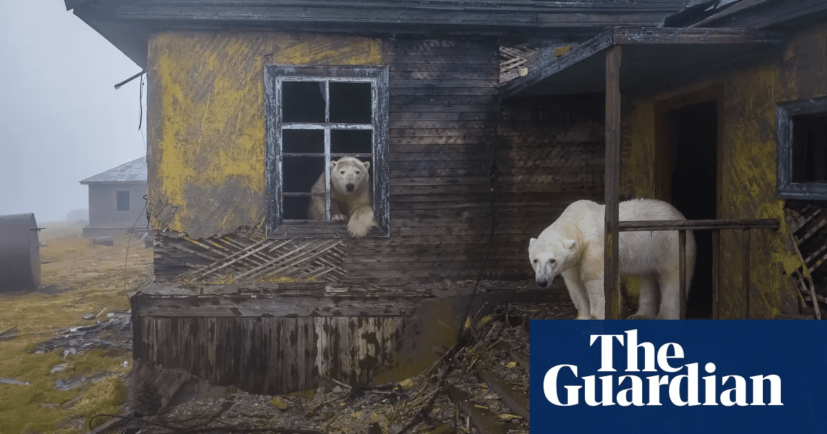 Polar bears at an abandoned weather station