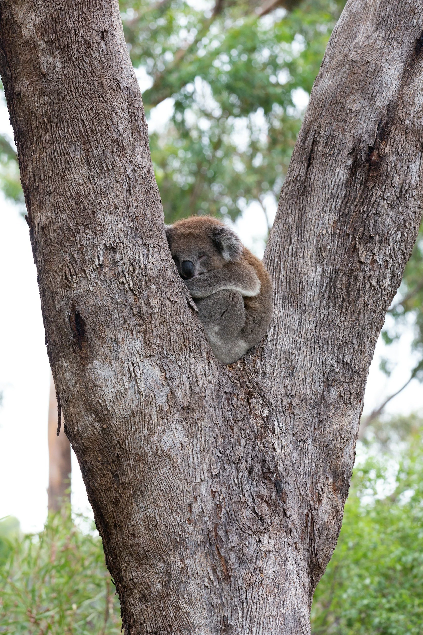 Koalas, Kangaroos, Waterfalls with Scenic Train Ride
