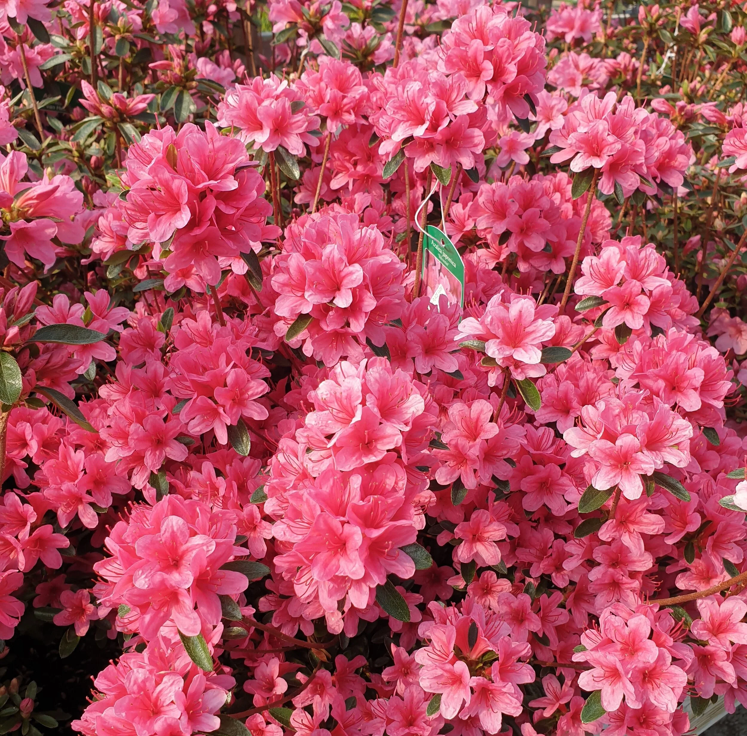 Azaleas (Copy) — Park Place Farm Nursery