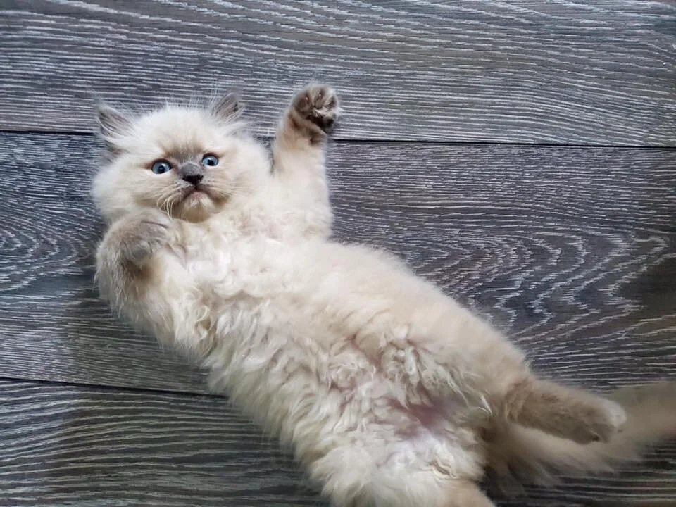 Ragdoll Islands | Ragdoll Kittens | Southwest Florida