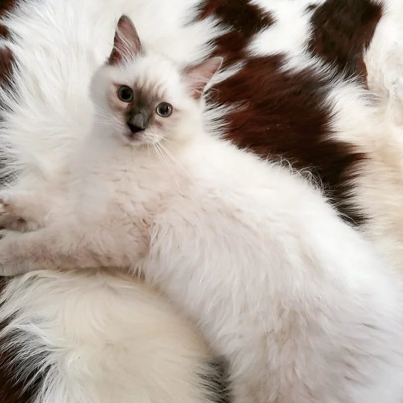 Ragdoll Islands | Ragdoll Kittens | Southwest Florida