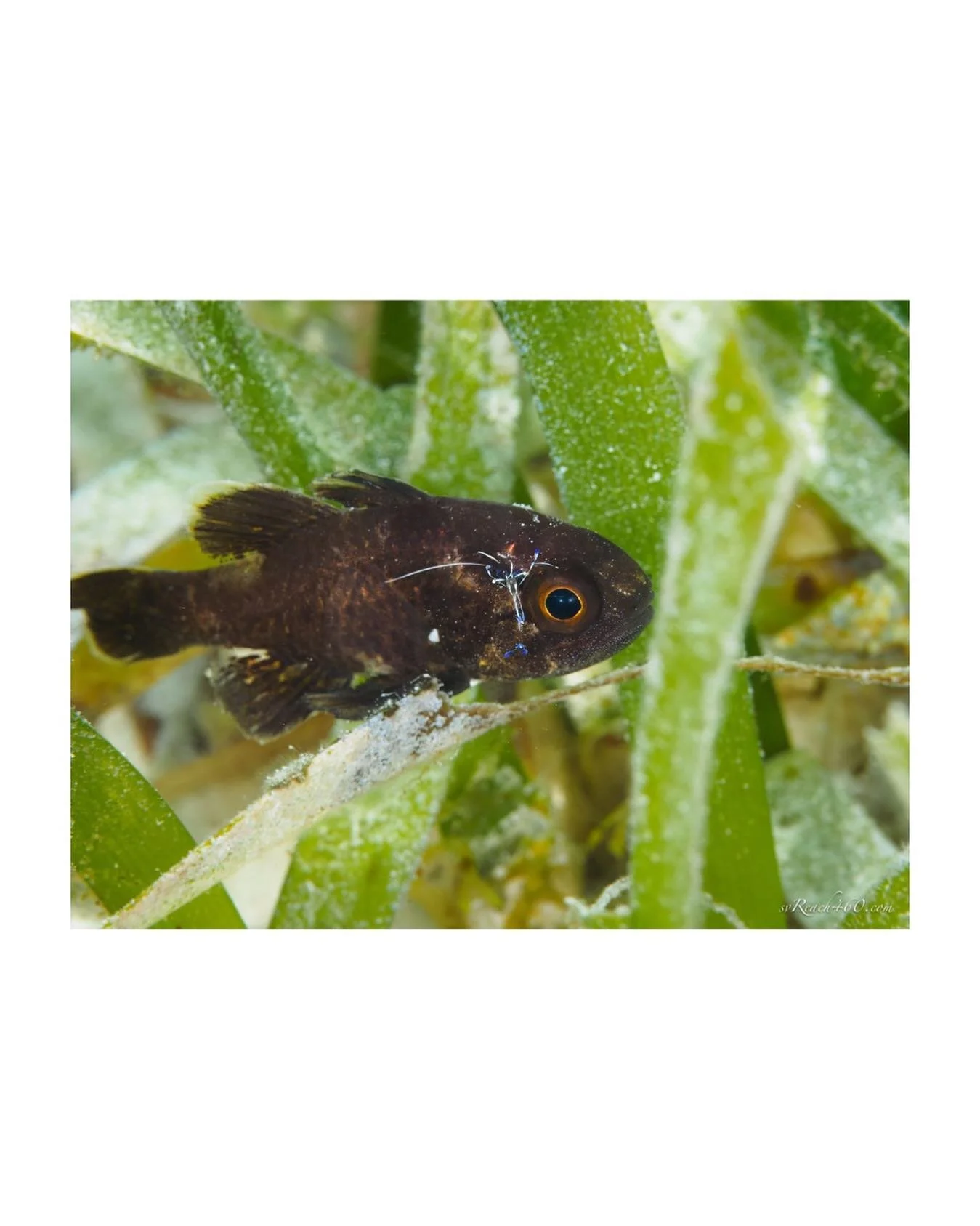 Dolphin 460 — s/v Reach