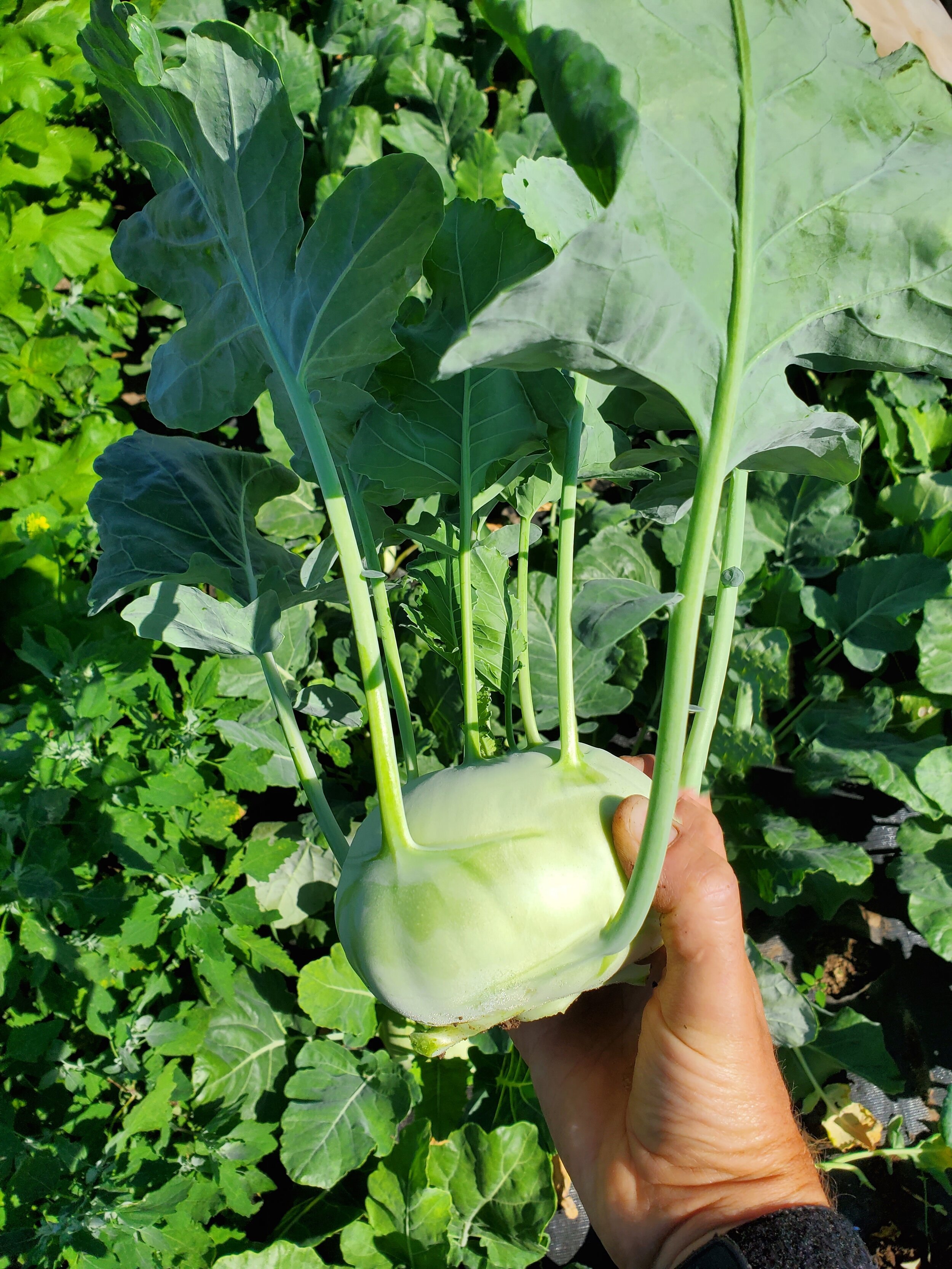 All About That Kohlrabi — Harvest Moon Farm