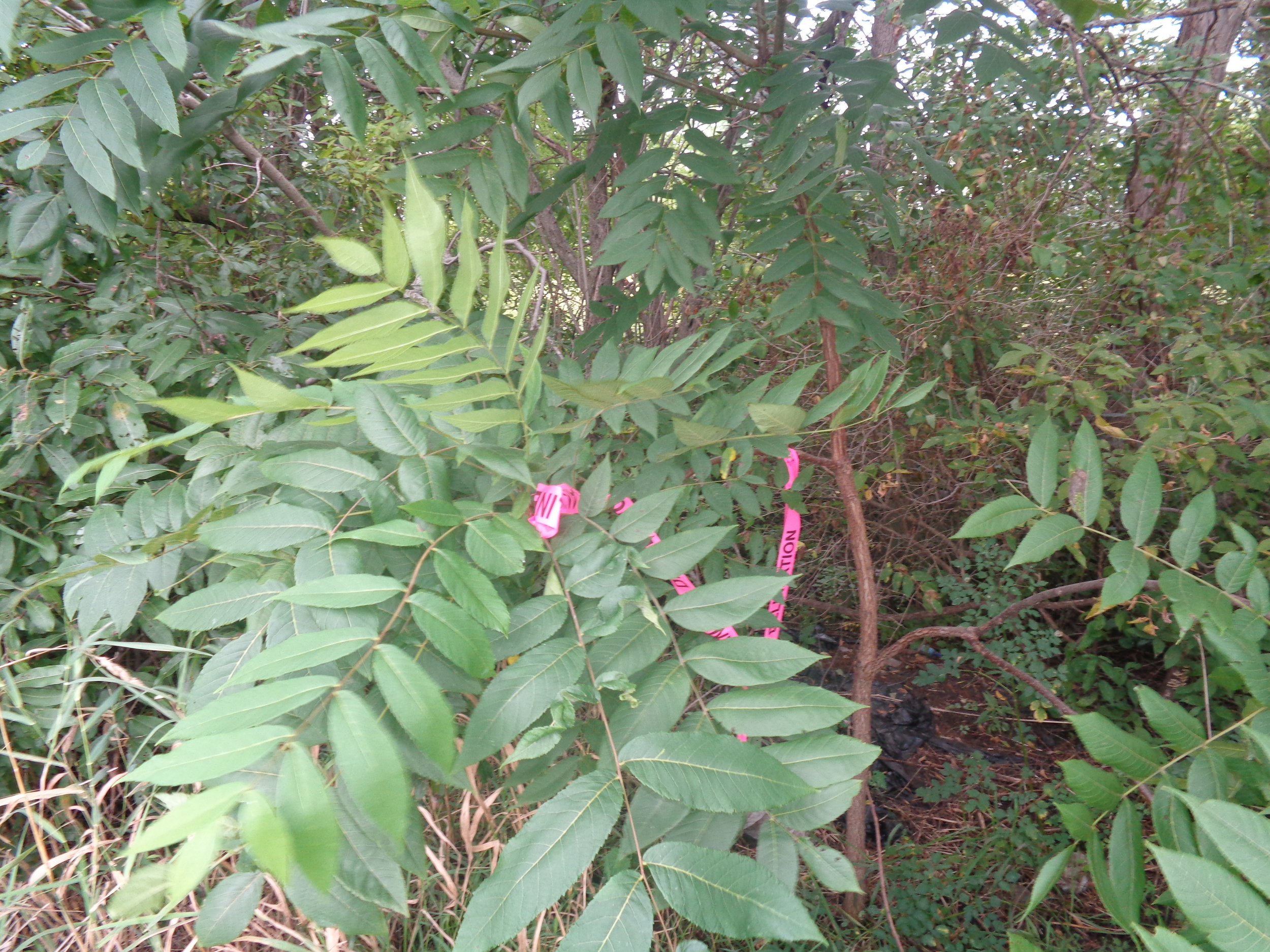 Additional Environmental Services — Star Environmental, Inc.