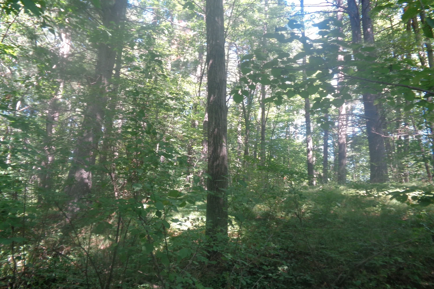 Additional Environmental Services — Star Environmental, Inc.