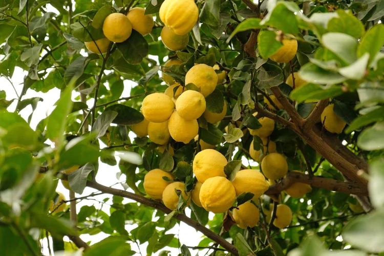 The Best Fruit Trees for Southern California (And How to Keep Them ...