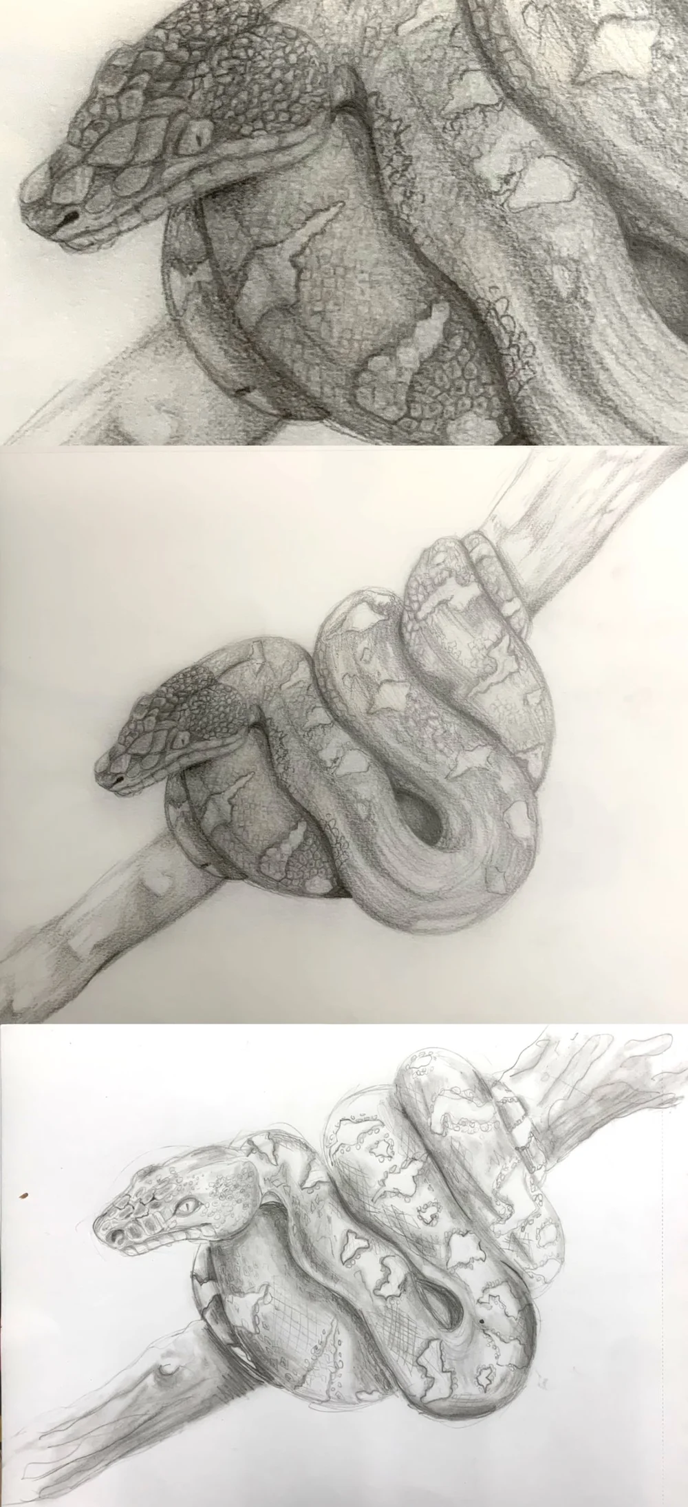 Realistic Drawing class for Tweens & Teens, ages 11-15 — Young Artists ...