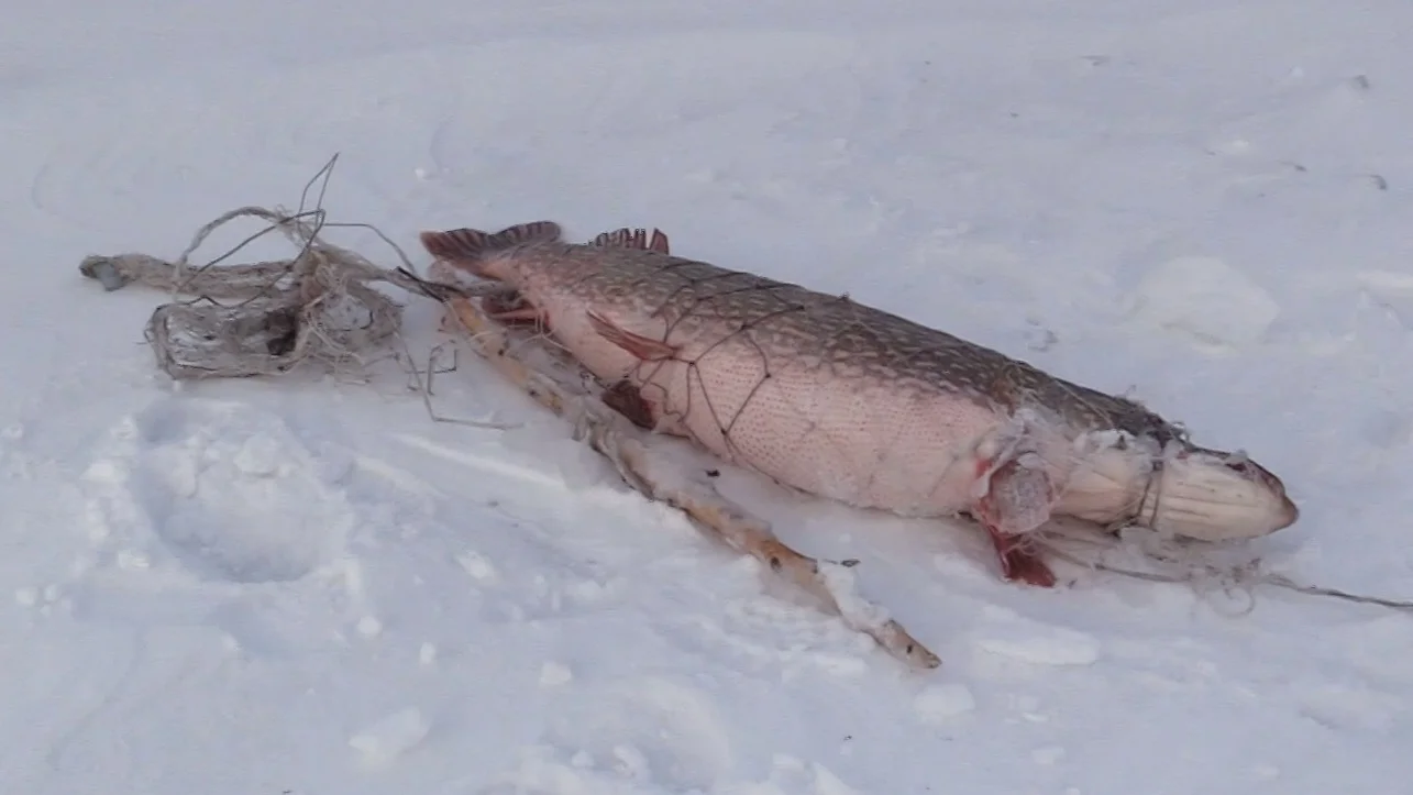 Alone Season 6, Ep 11 Photo Recap — Jordan Jonas