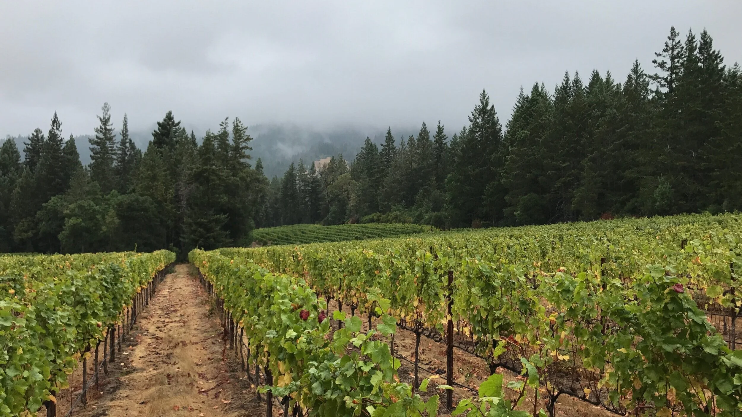 Wines by James MacPhail