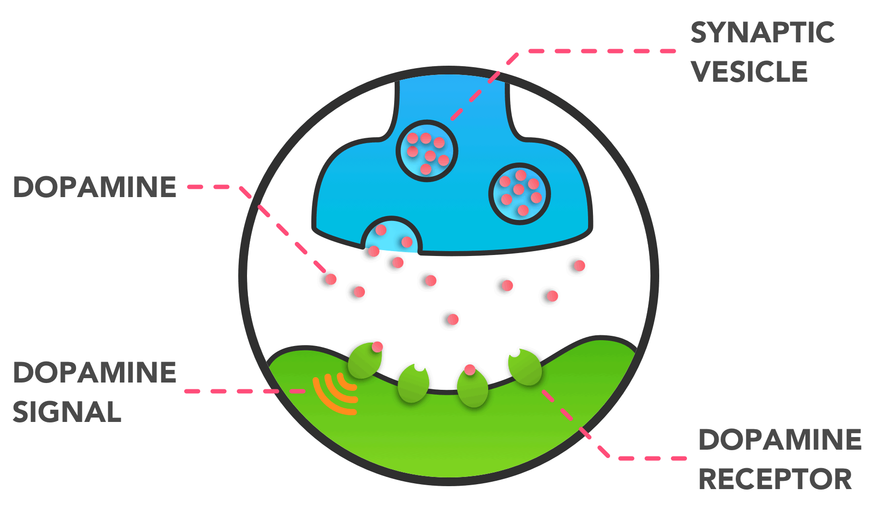 How to Get Your Daily DOSE of Happiness — Mind My Peelings